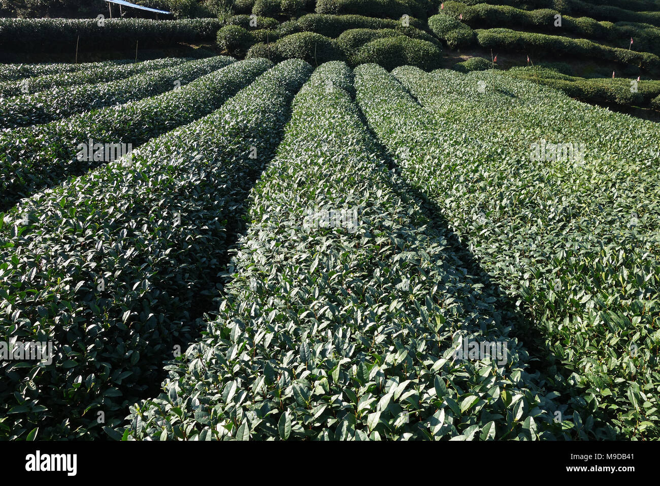 Beautiful fresh green chinese Longjing tea plantation in Hangzhou ...