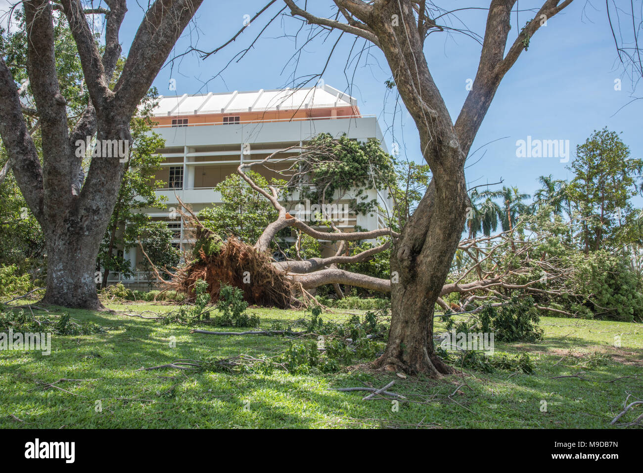 Darwin,Northern Territory,Australia-March 18,2018: Uprooted tree at the ...