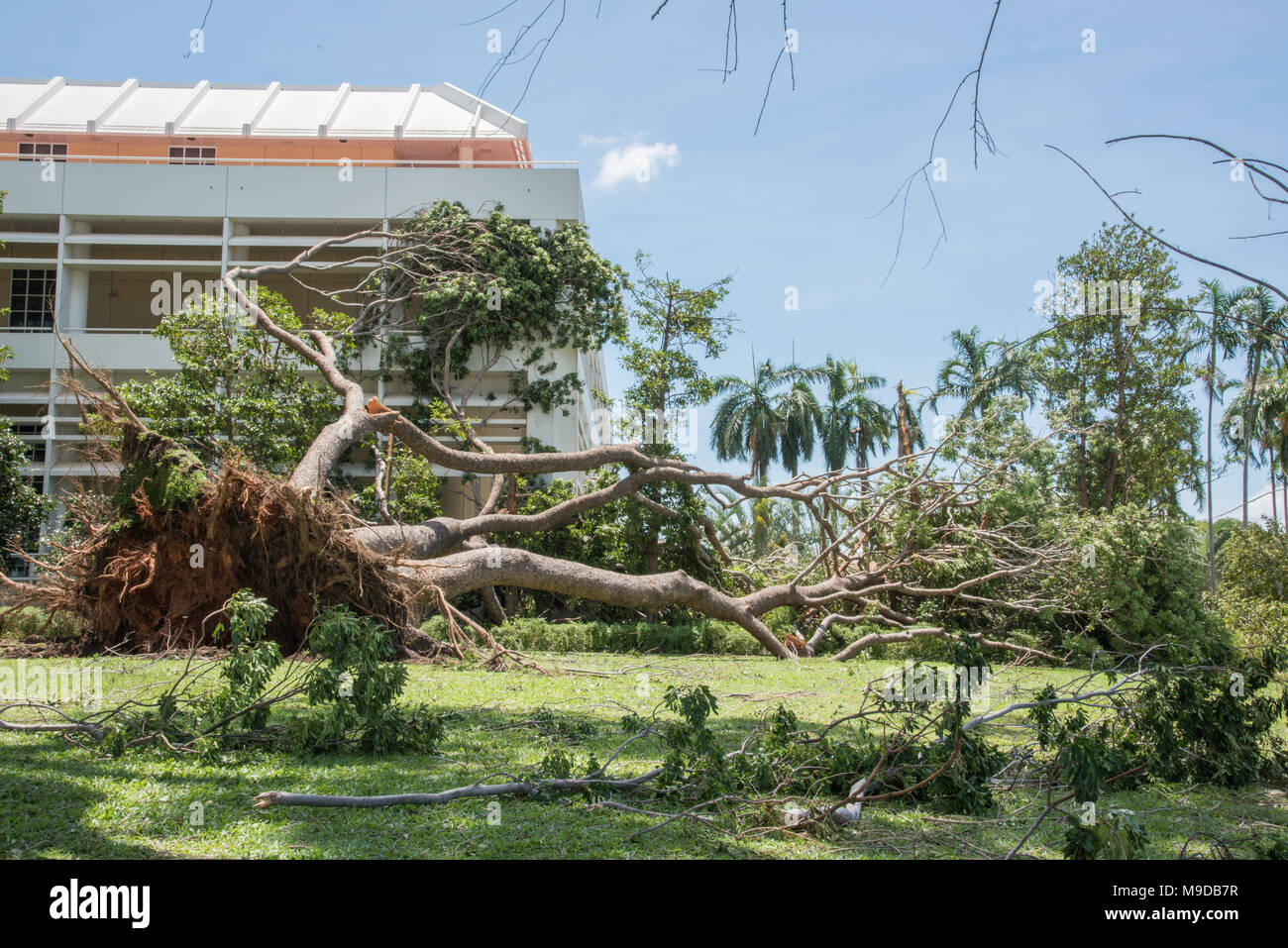 Darwin,Northern Territory,Australia-March 18,2018: Uprooted tree at the ...