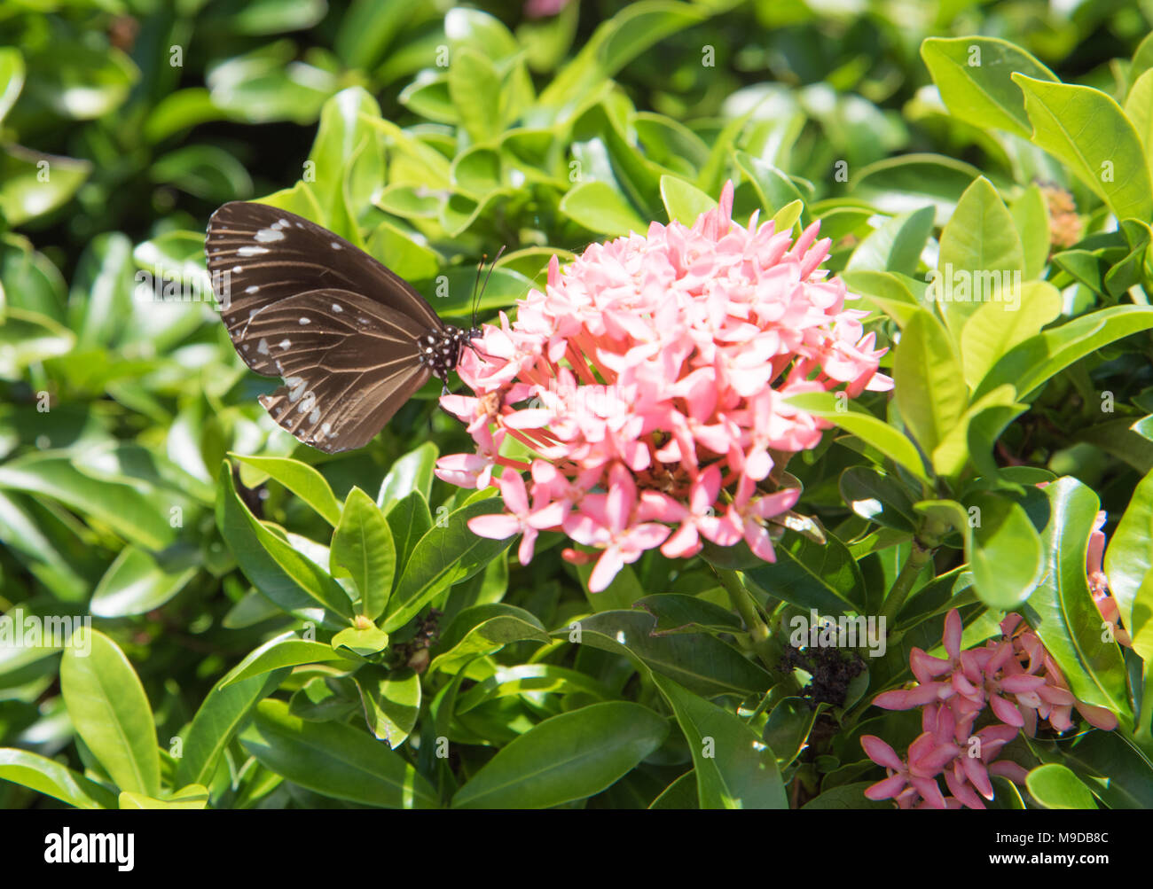 Australian crow butterfly hi-res stock photography and images - Alamy