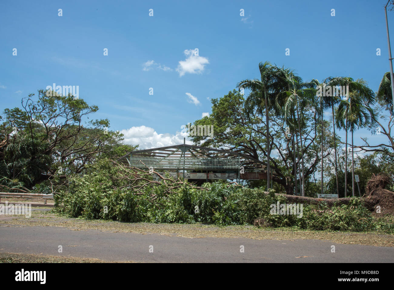 Darwin,Northern Territory,Australia-March 18,2018: Cyclone Marcus tree ...