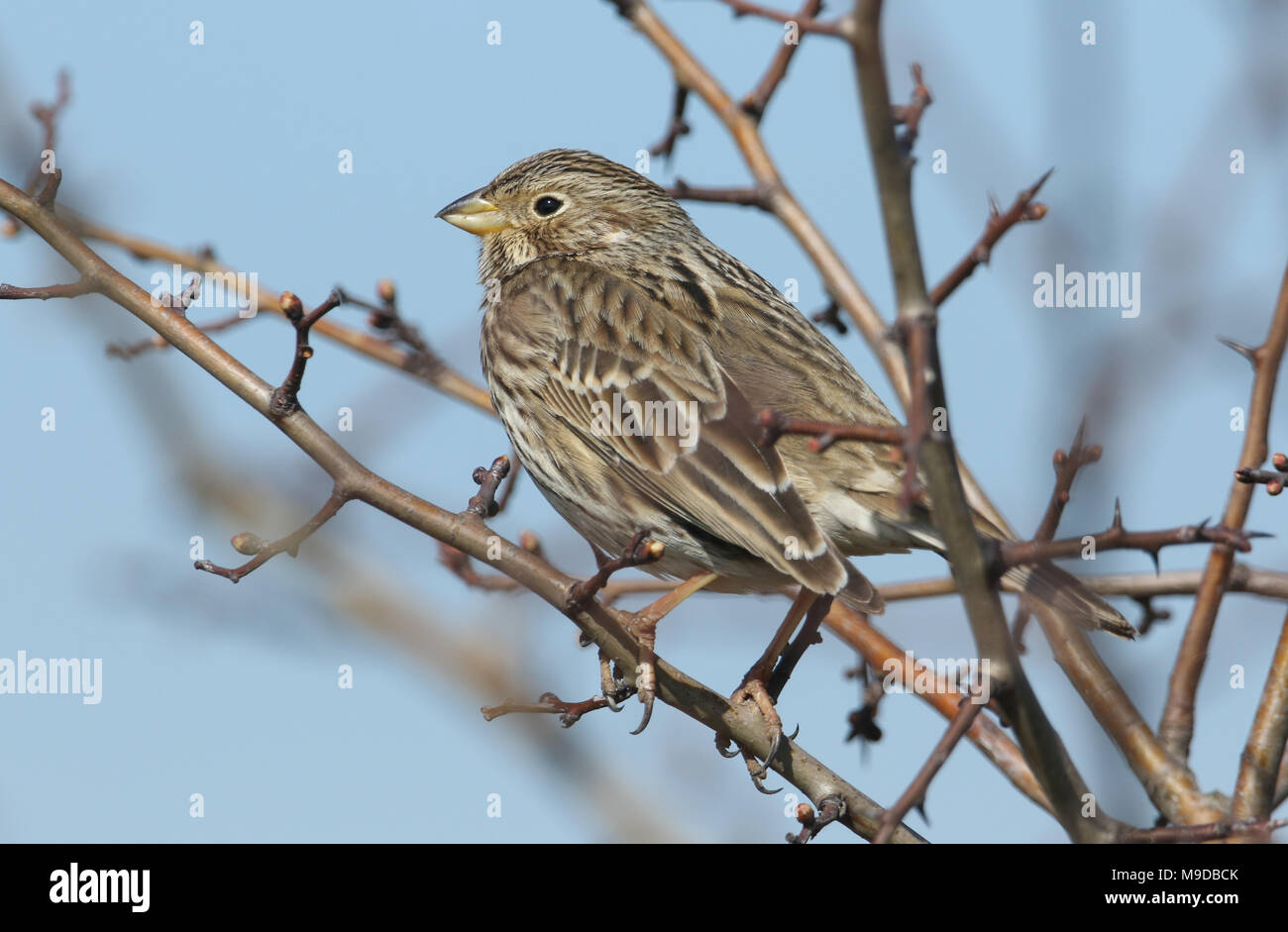 A pretty Corn Bunting (Emberiza calandra) perched on a branch of a ...