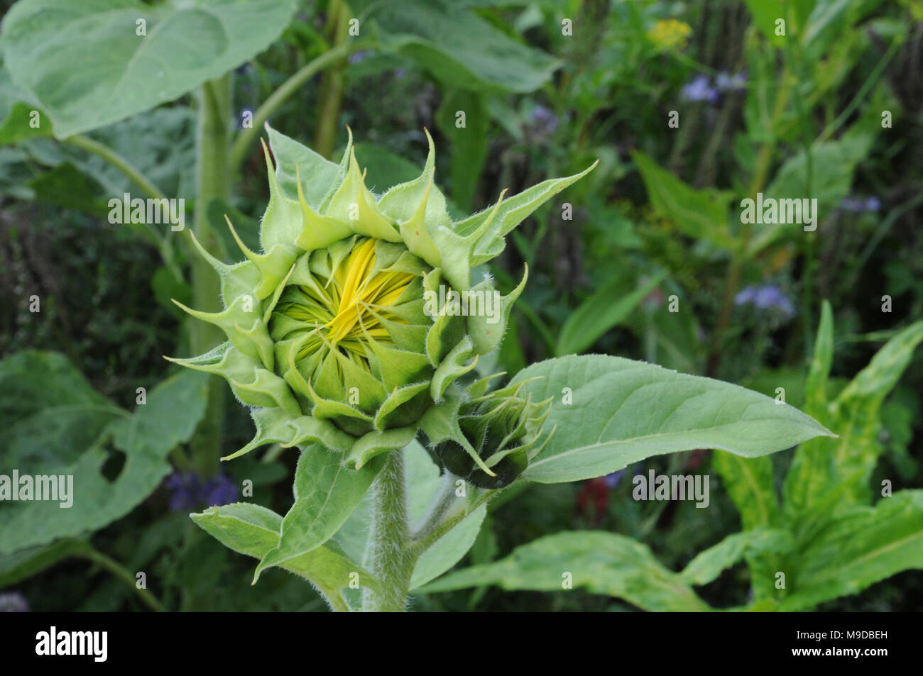 bud of a sunflower Stock Photo - Alamy