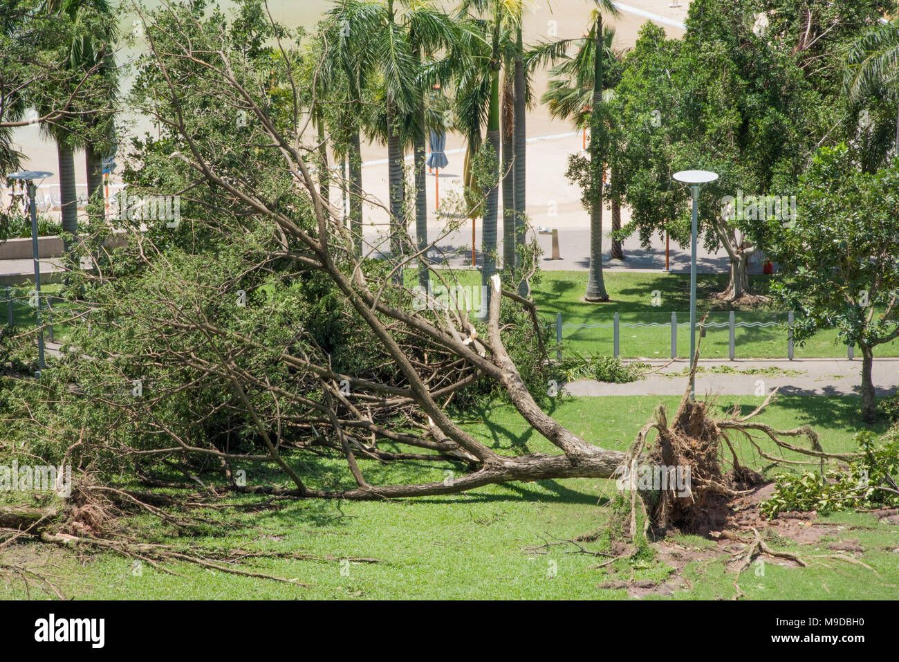 Elevated view over large fallen tree after Cyclone Marcus hit the ...