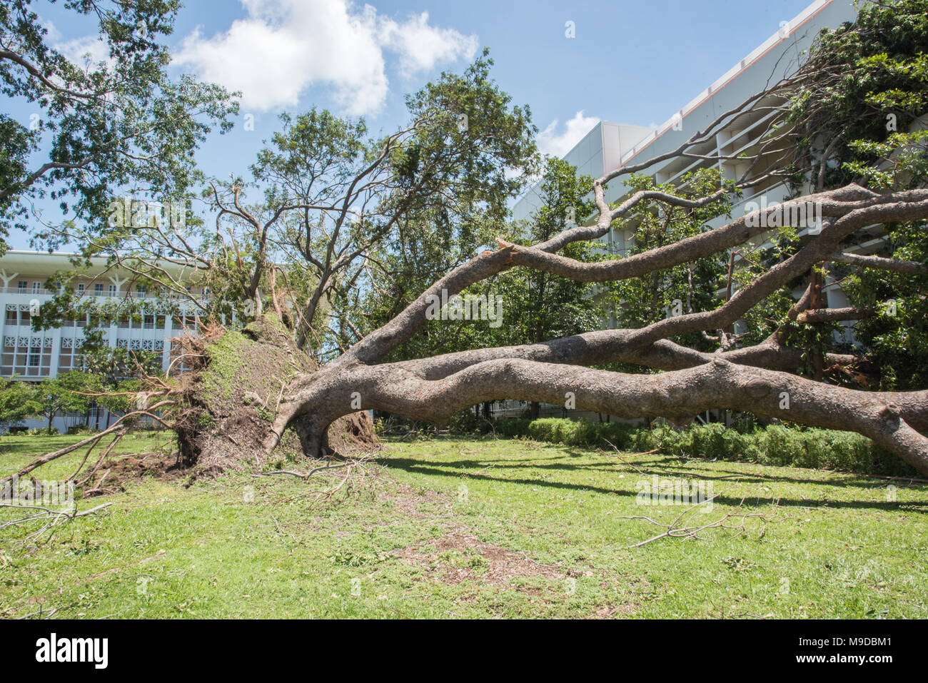 Darwin,Northern Territory,Australia-March 18,2018: Uprooted tree at the ...
