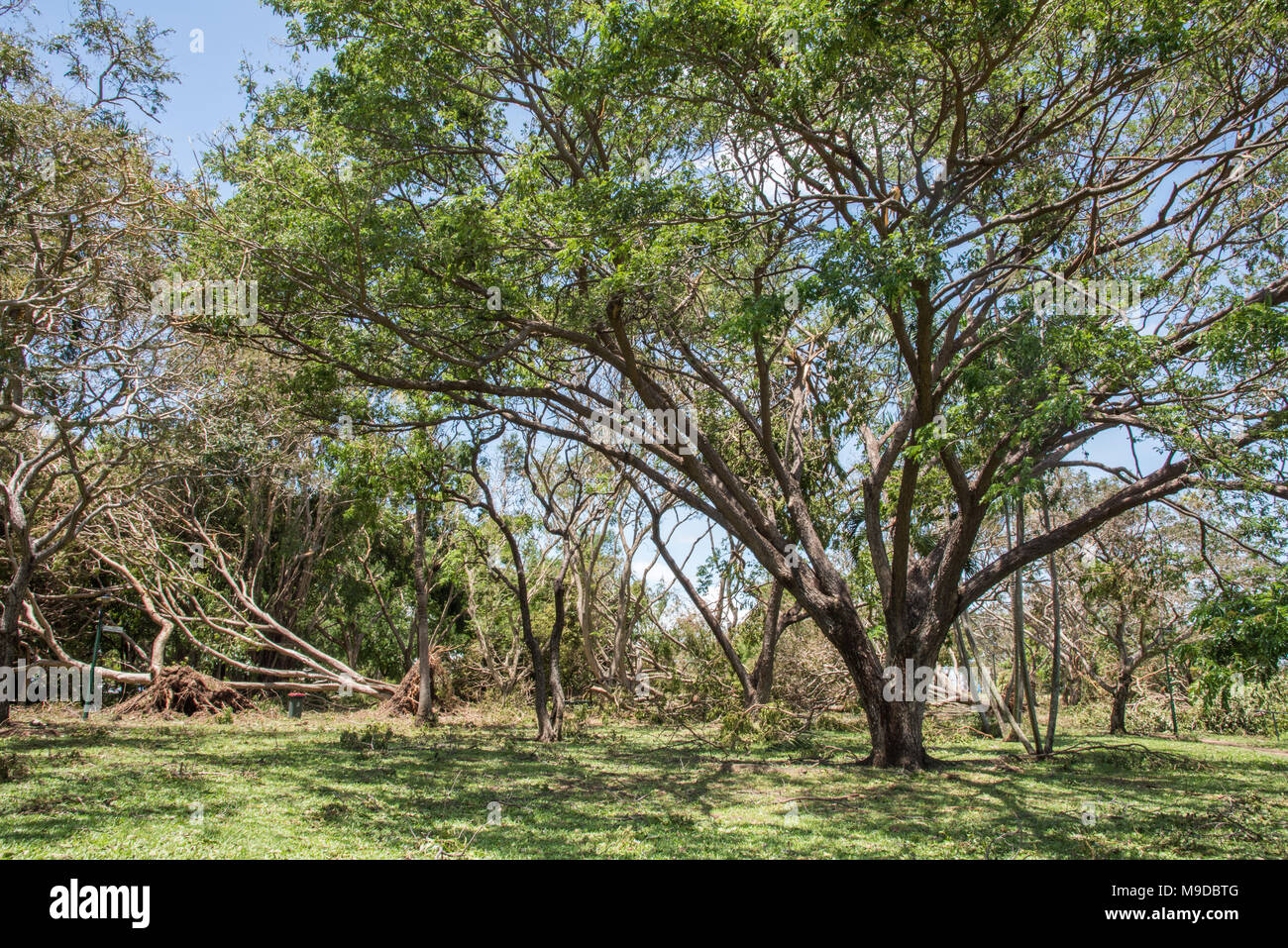 Cyclone Marcus damage at Bicentennial Park in Darwin, Australia Stock ...