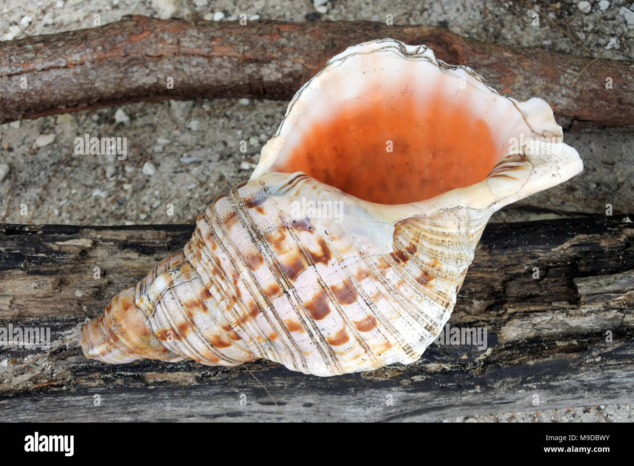 Conch Shell Horn High Resolution Stock Photography and Images - Alamy