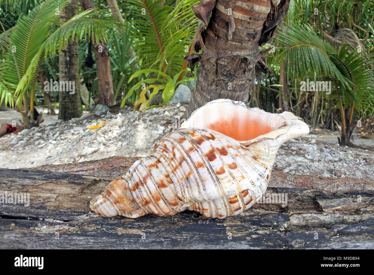 Seashell Horn High Resolution Stock Photography and Images - Alamy