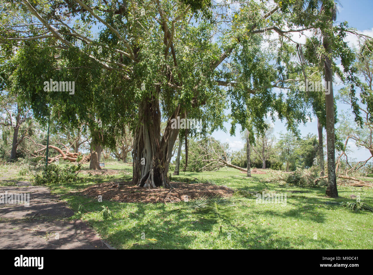 Fallen tree debris at Bicentennial Park and large banyan tree after ...