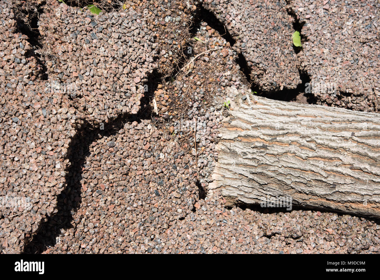 Closeup of tree root breaking through structural sidewalk support after ...
