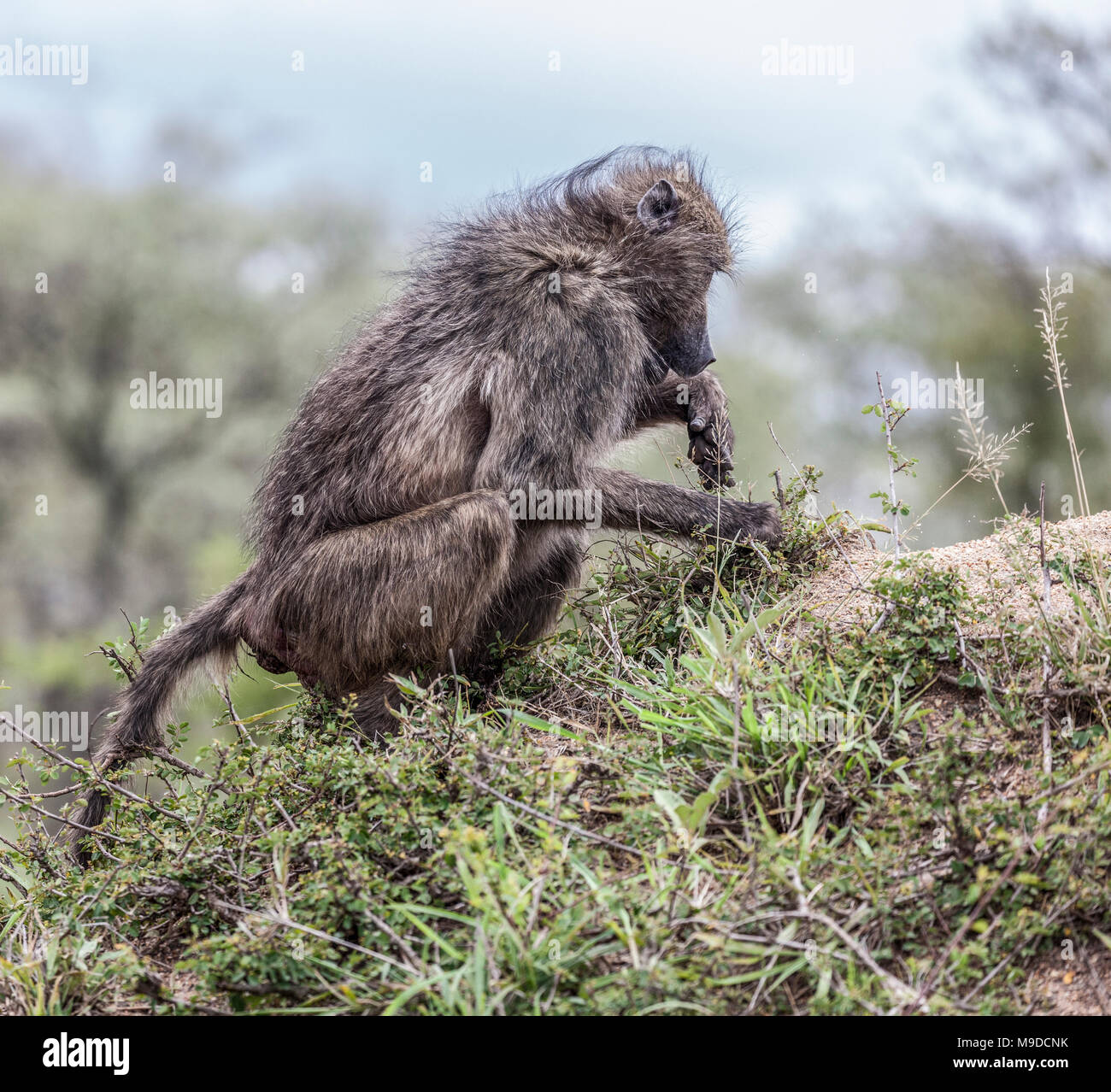 Profile side view africa african hi-res stock photography and images ...