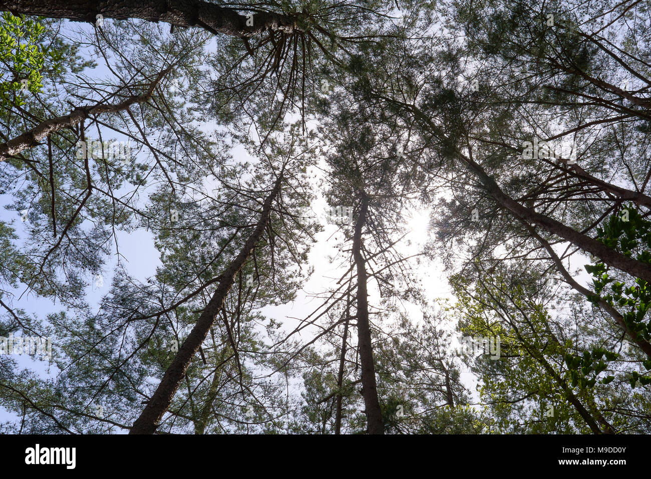 Sun beaming down between leaves hi-res stock photography and images - Alamy