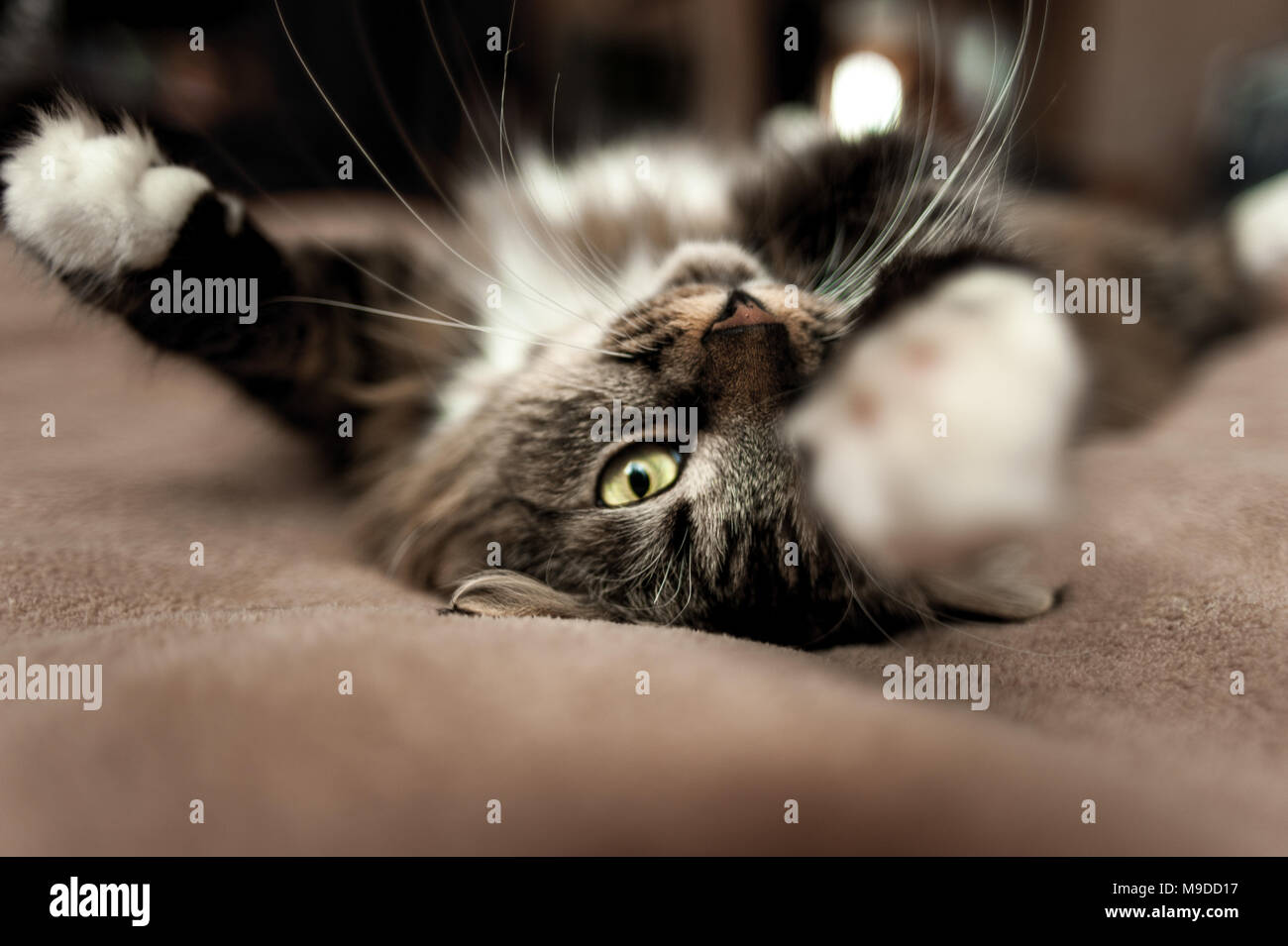 Gray kitten cat with stripped fur chest Stock Photo - Alamy