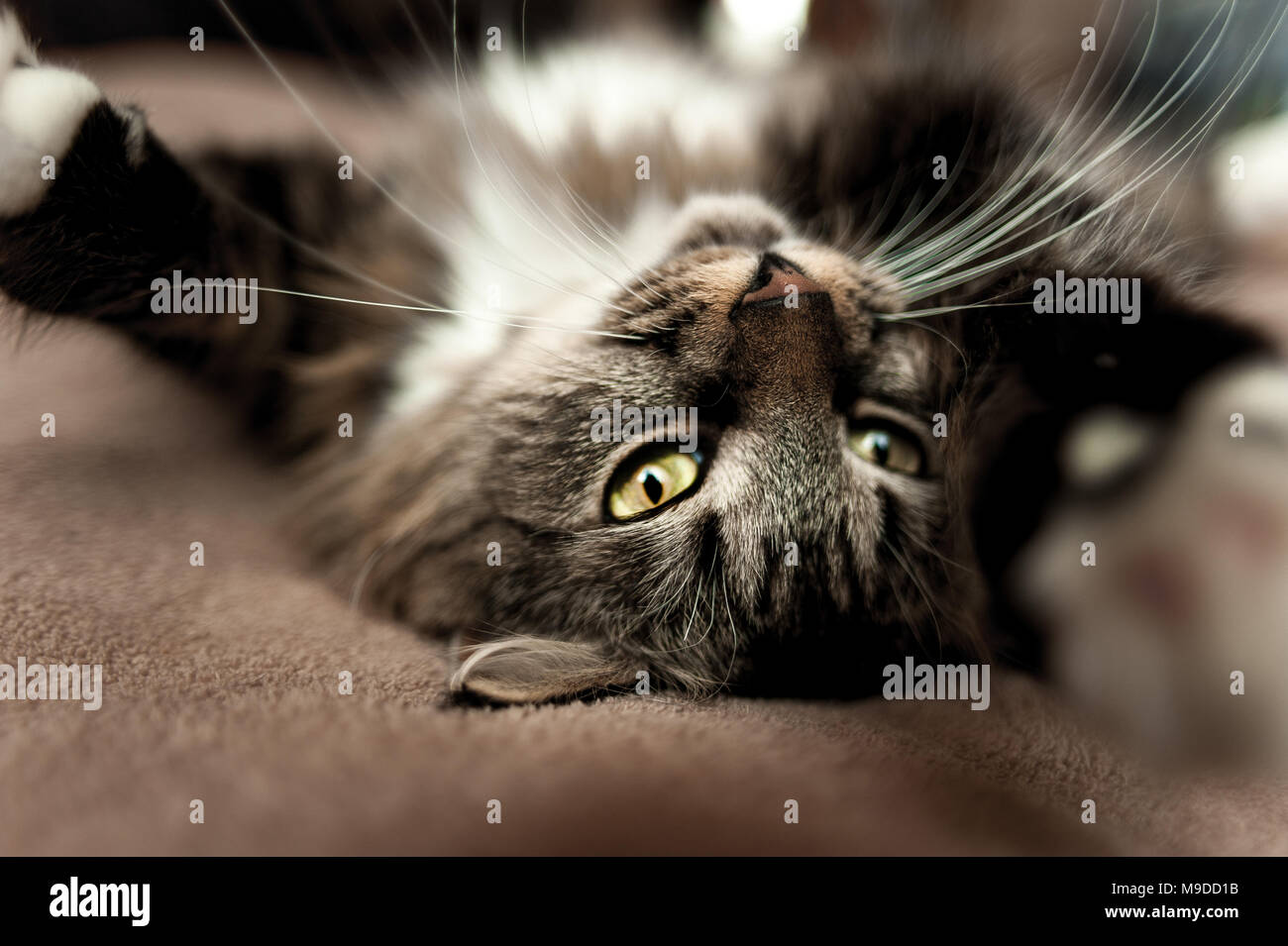 Gray kitten cat with stripped fur chest Stock Photo - Alamy