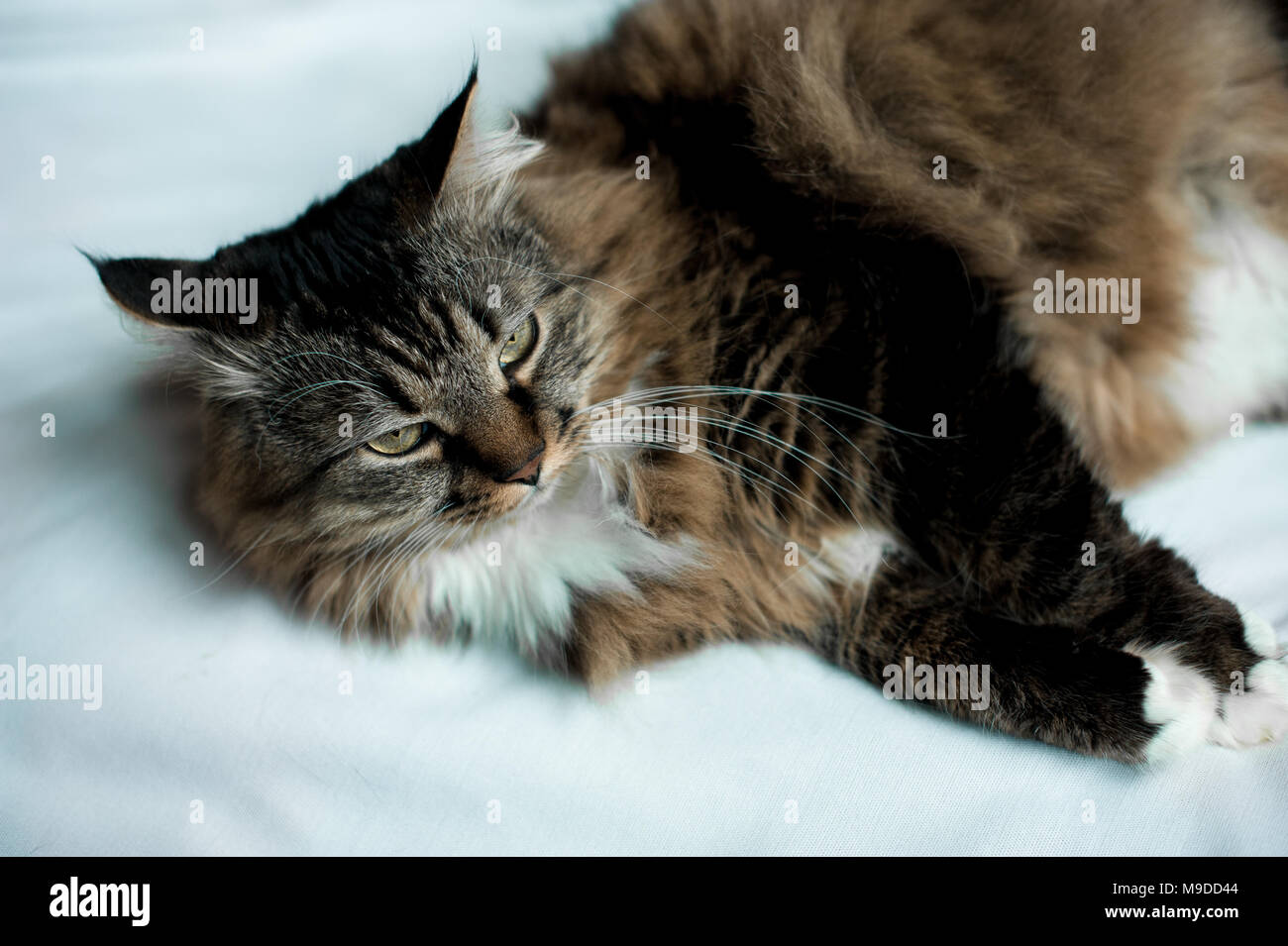 Gray kitten cat with stripped fur chest Stock Photo - Alamy
