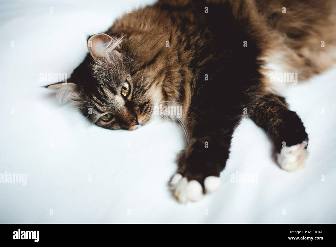 Grey tabby cat white chest hi-res stock photography and images - Alamy