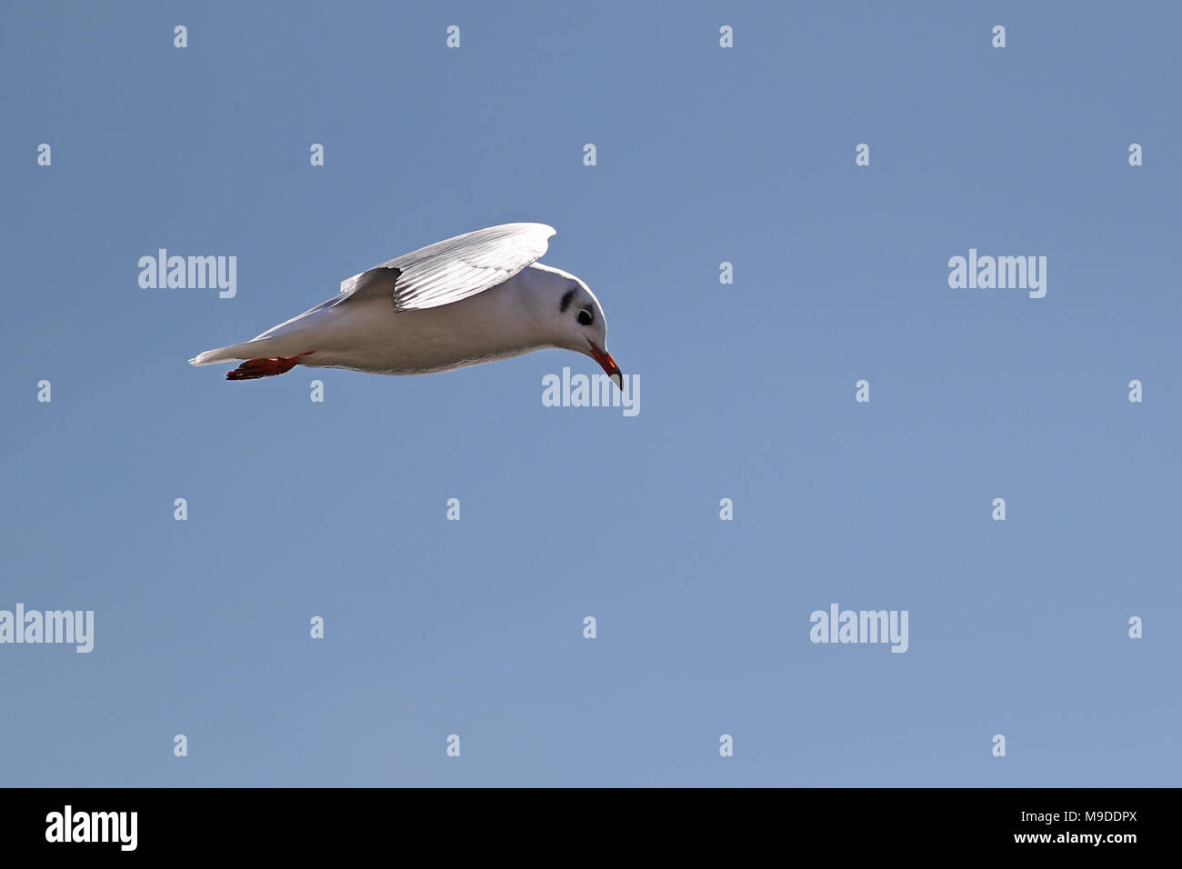 Seagull sideview hi-res stock photography and images - Alamy