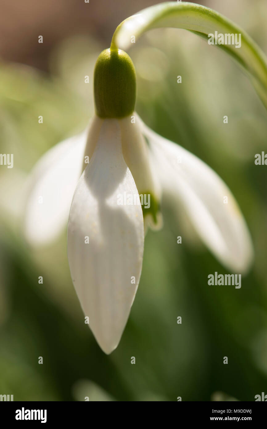 Snow drop closeups Stock Photo - Alamy