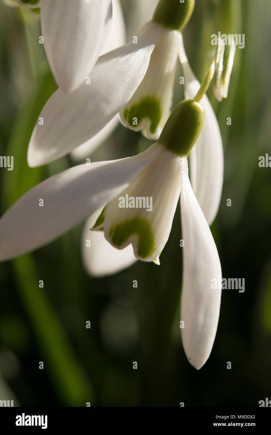 Snow drop closeups Stock Photo - Alamy