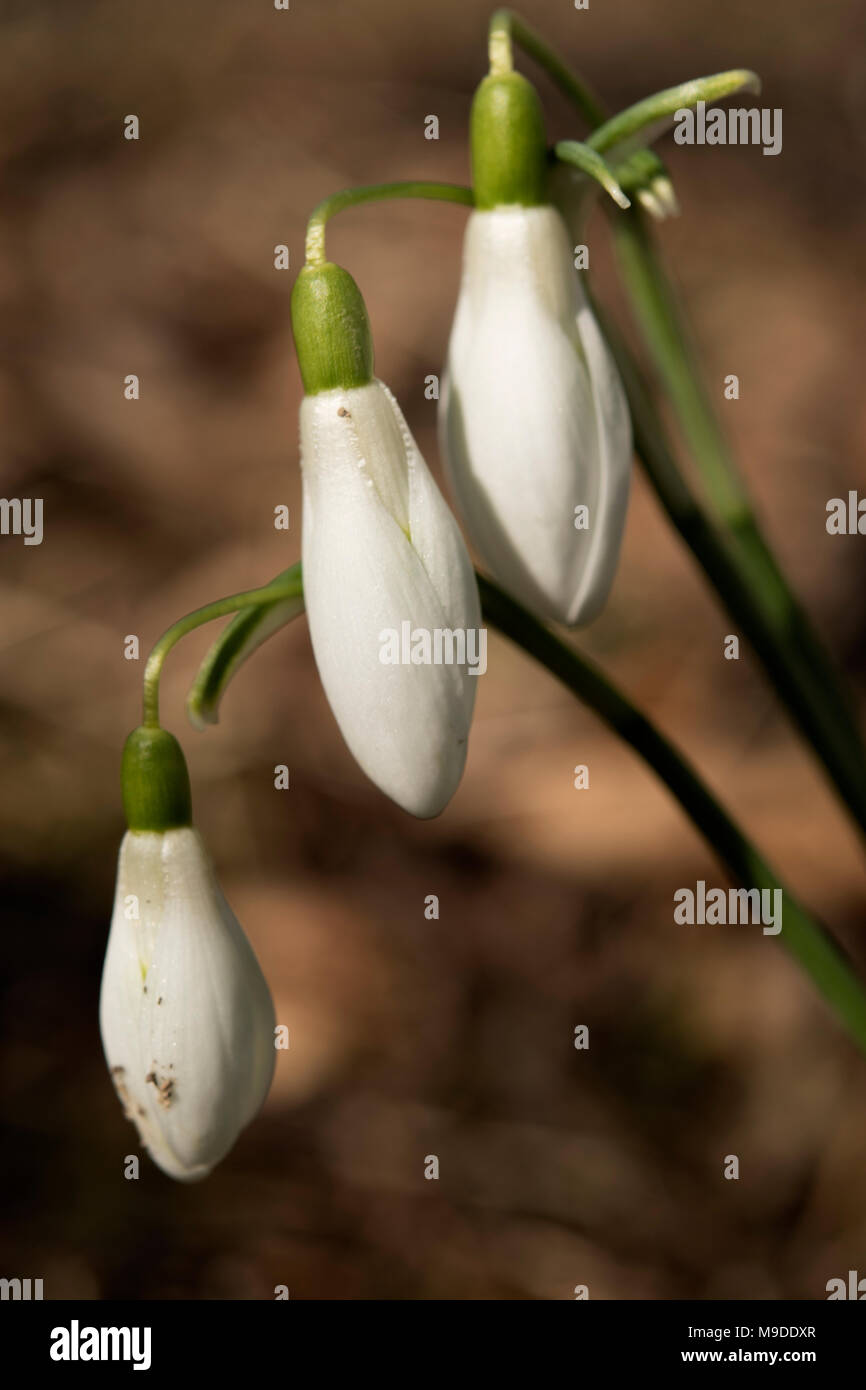 Snow drop closeups Stock Photo - Alamy