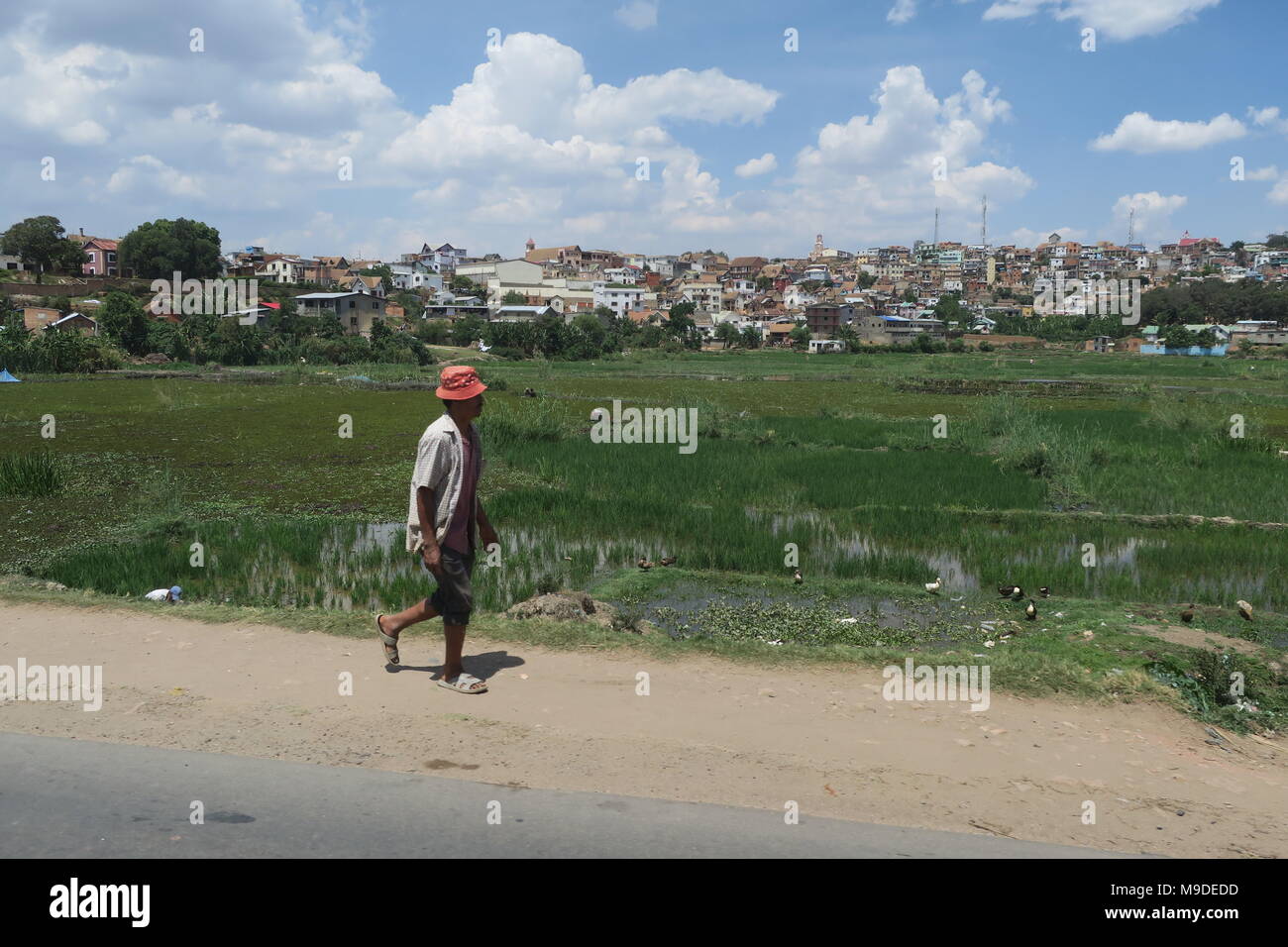 Colorful countryside of Madagascar island. Fresh field and grass ...