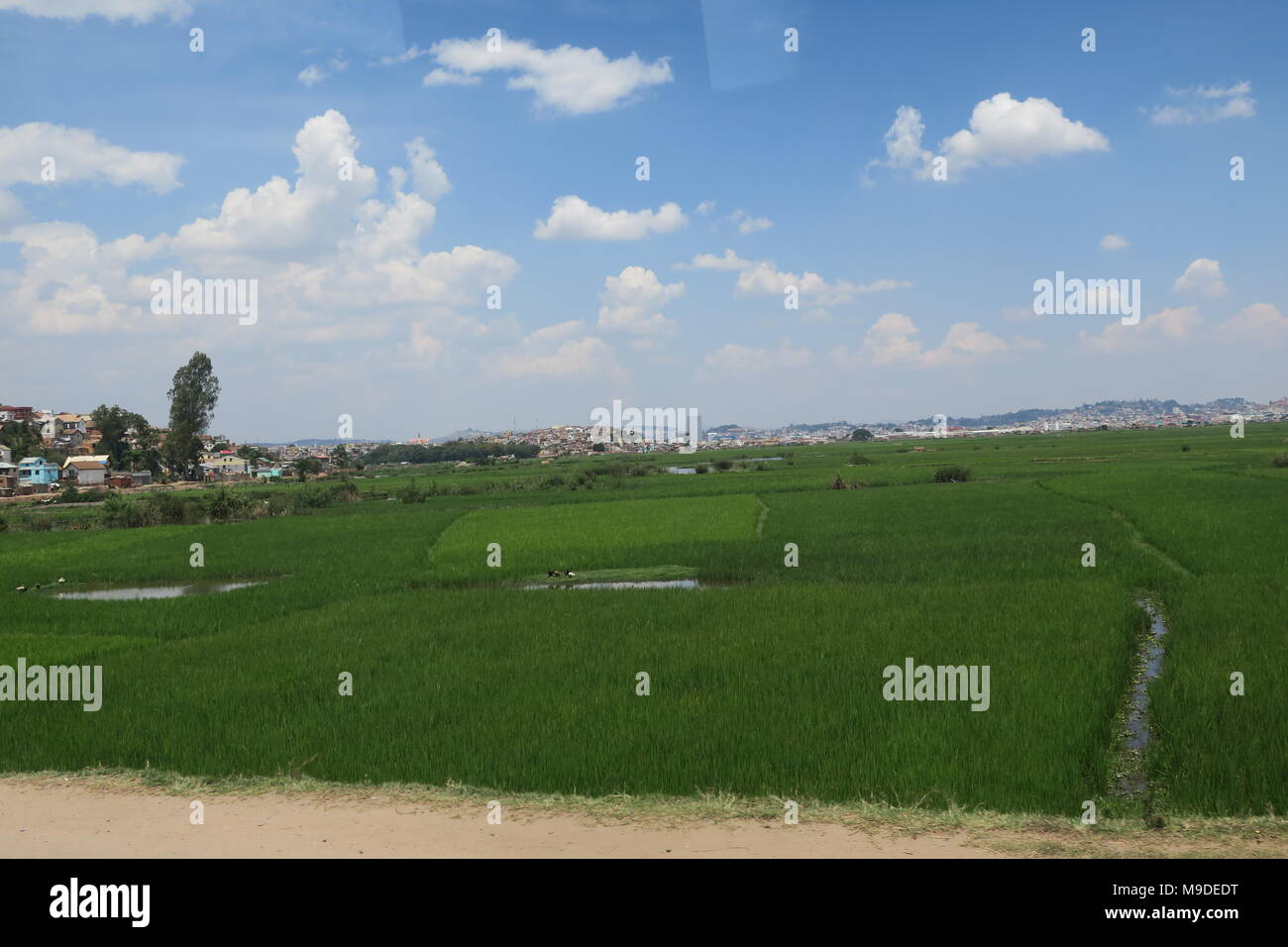 Colorful countryside of Madagascar island. Fresh field and grass ...