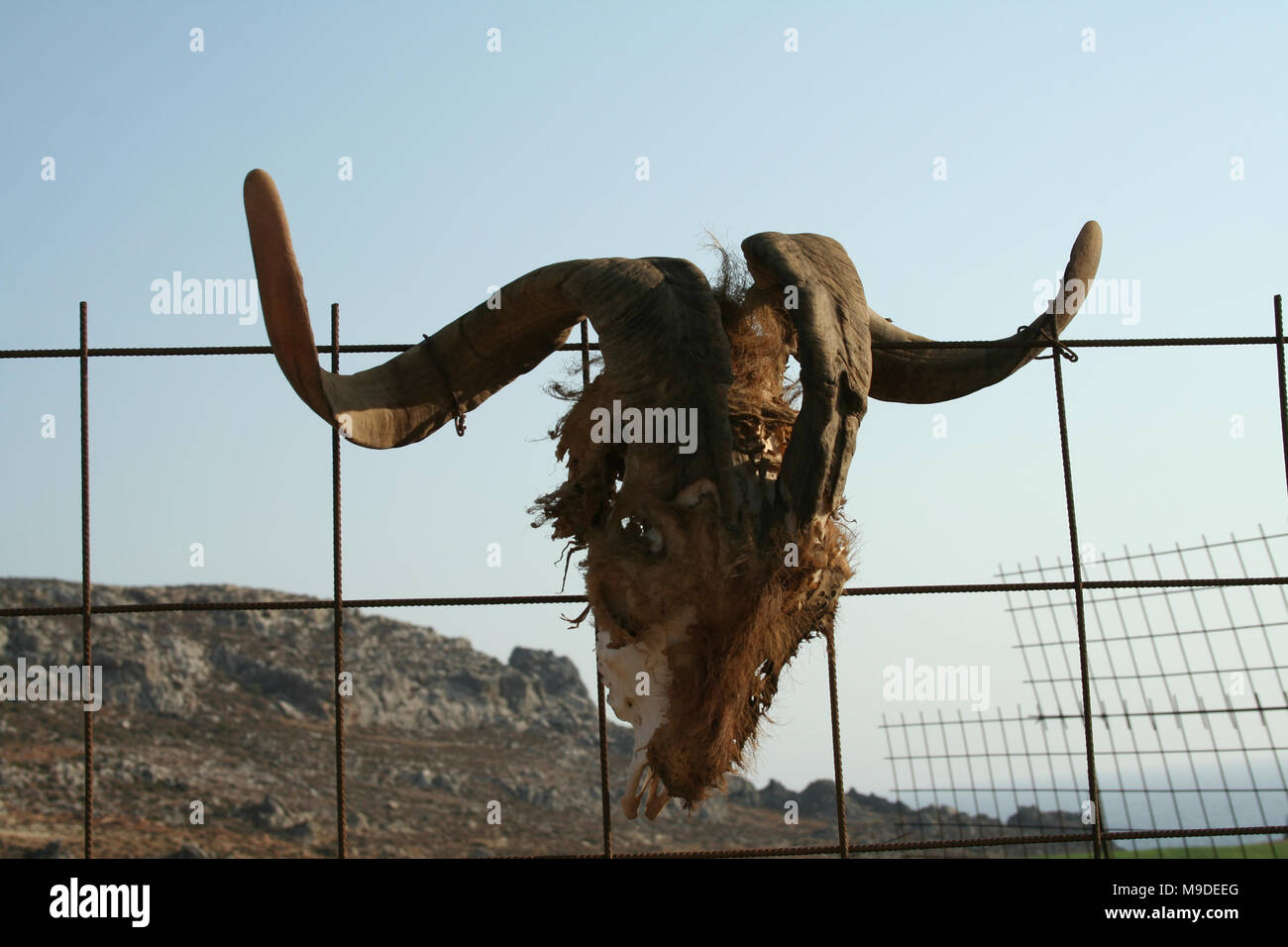 Goat horns hanging on a fence Stock Photo - Alamy