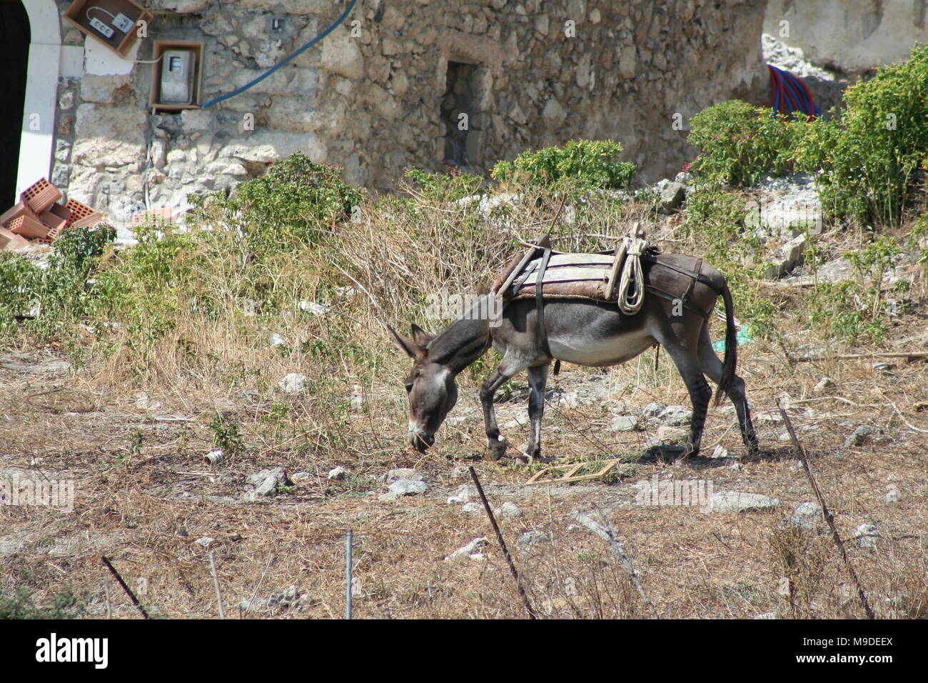 Donkey in crete hi-res stock photography and images - Alamy