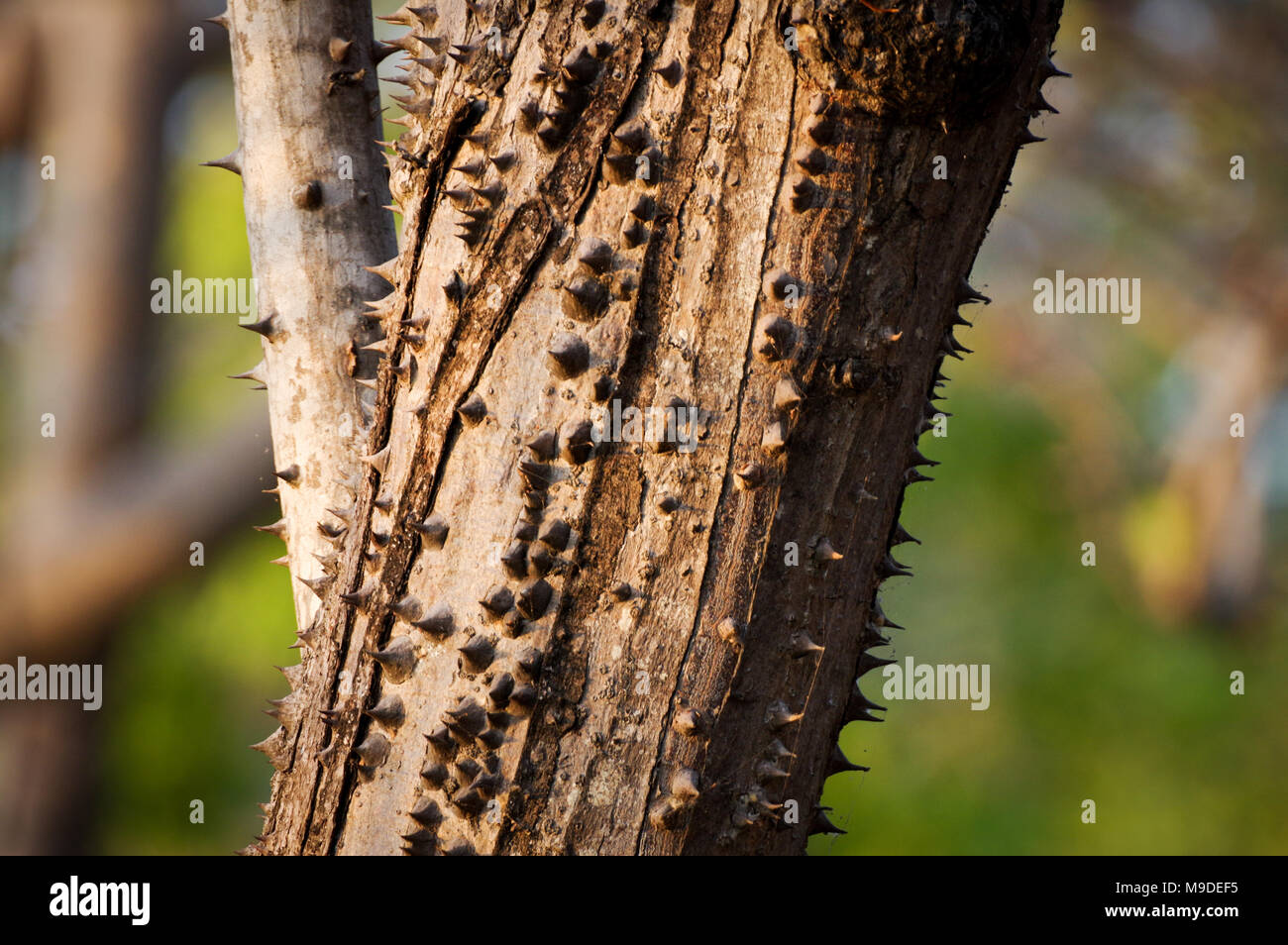 Pachira quinata hi-res stock photography and images - Alamy