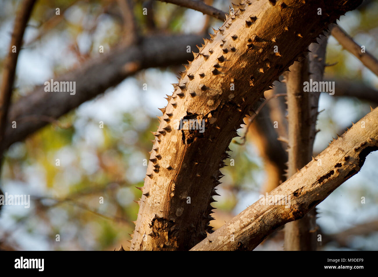 Pachira quinata hi-res stock photography and images - Alamy