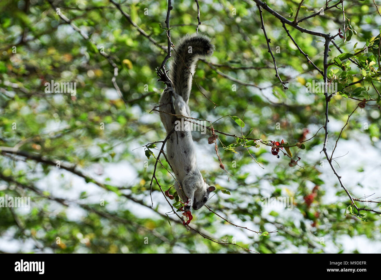 Adult squirrel hanging upside down on a branch foraging for food in ...