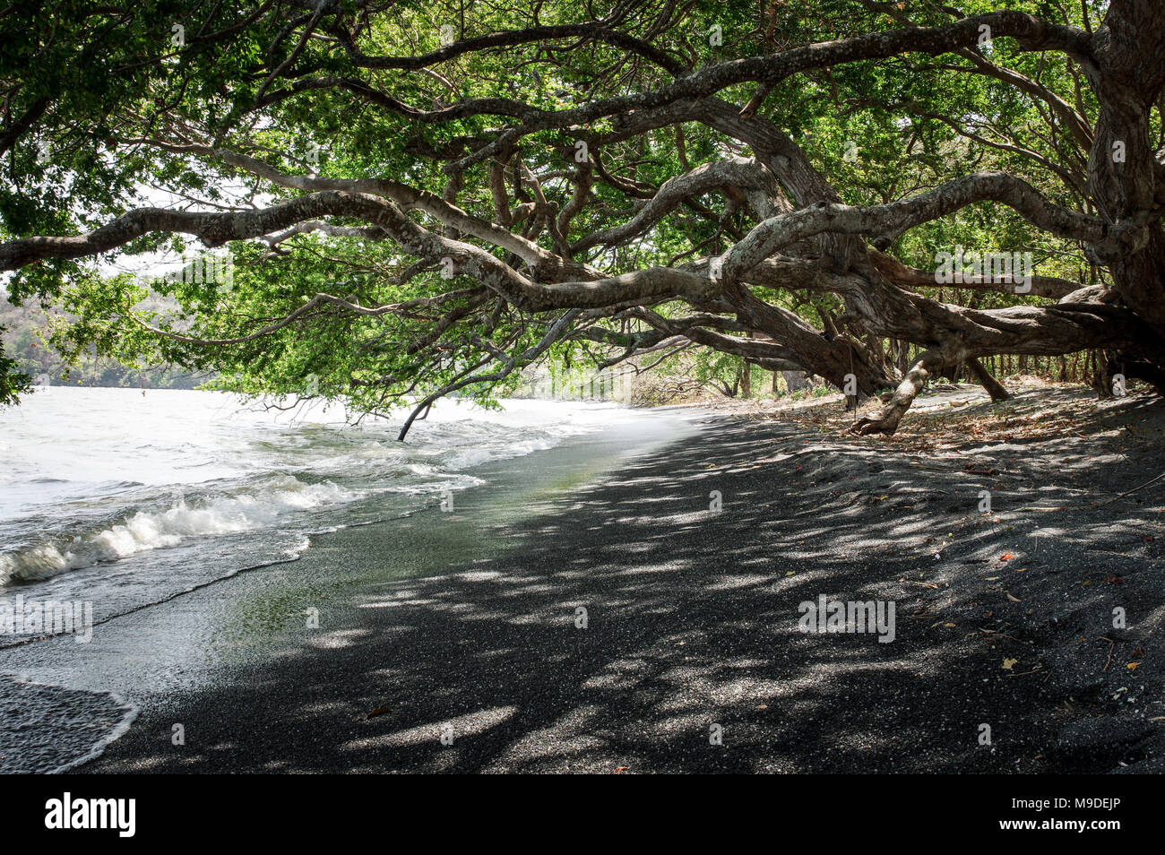Shady beach hi-res stock photography and images - Alamy