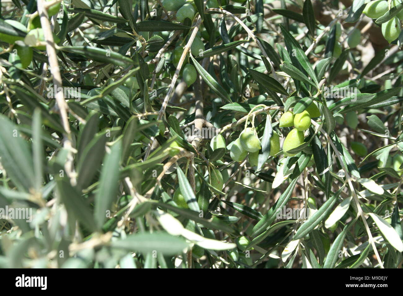 Olives growing on a tree Stock Photo - Alamy