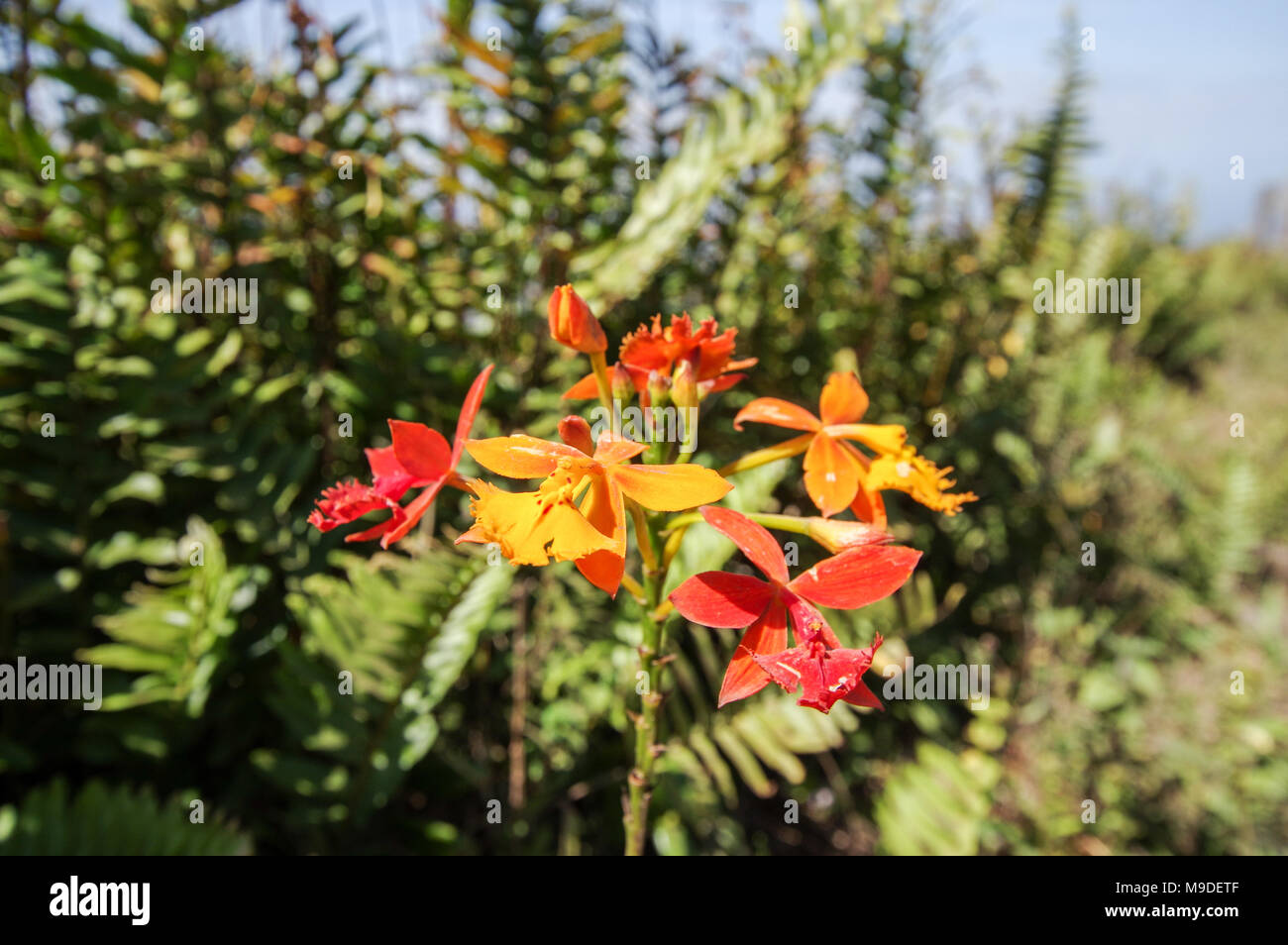 Epidendrum radicans (Spanish flag orchid) flowering in Volcan Mombacho ...