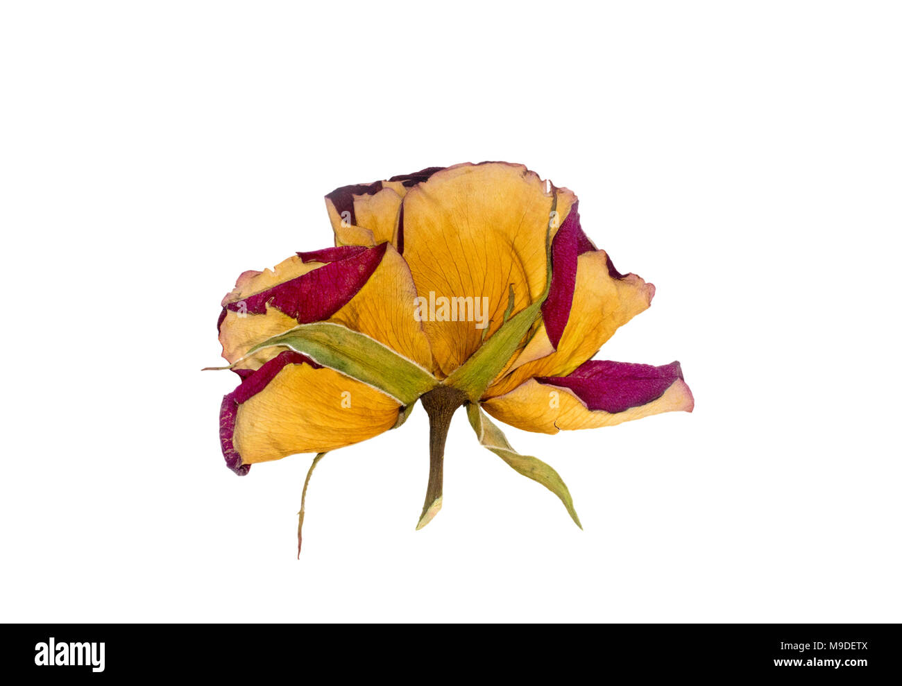 White rosebud hi-res stock photography and images - Alamy