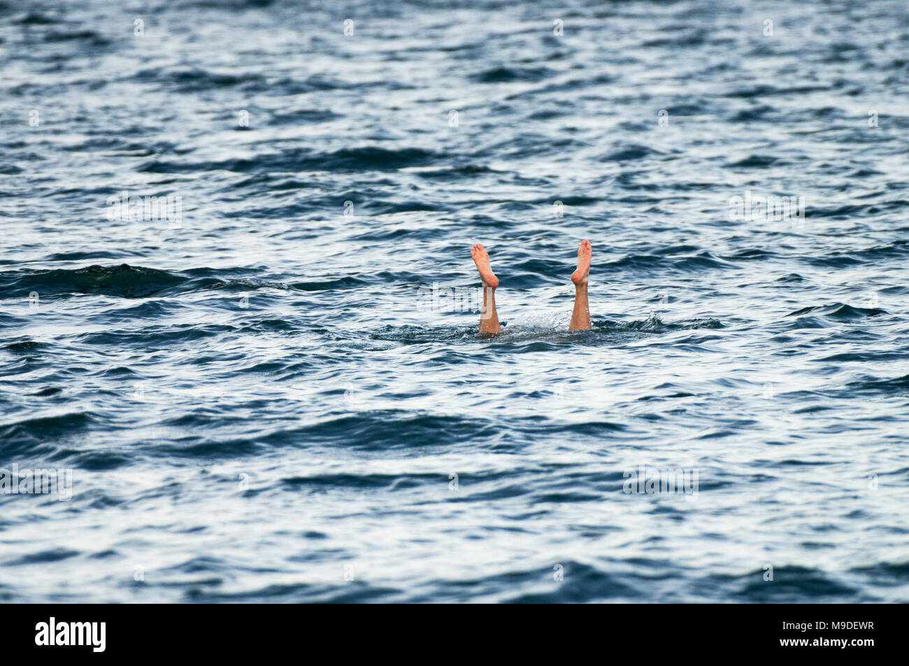 Man diving in the Apoyo Lagoon, with his feet sticking out of the water ...