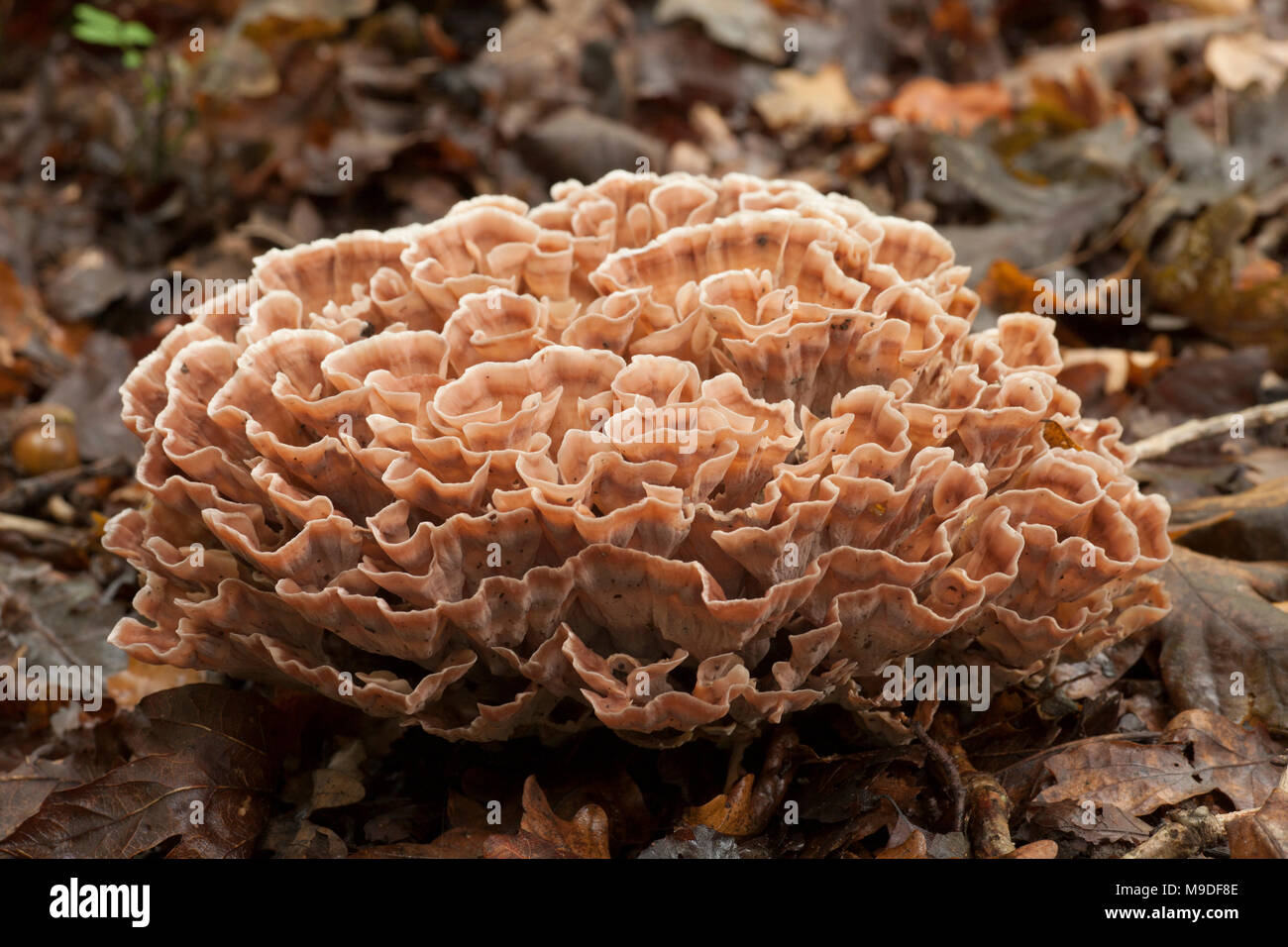 An example of a zoned rosette fungus Podoscypha multizona growing on ...
