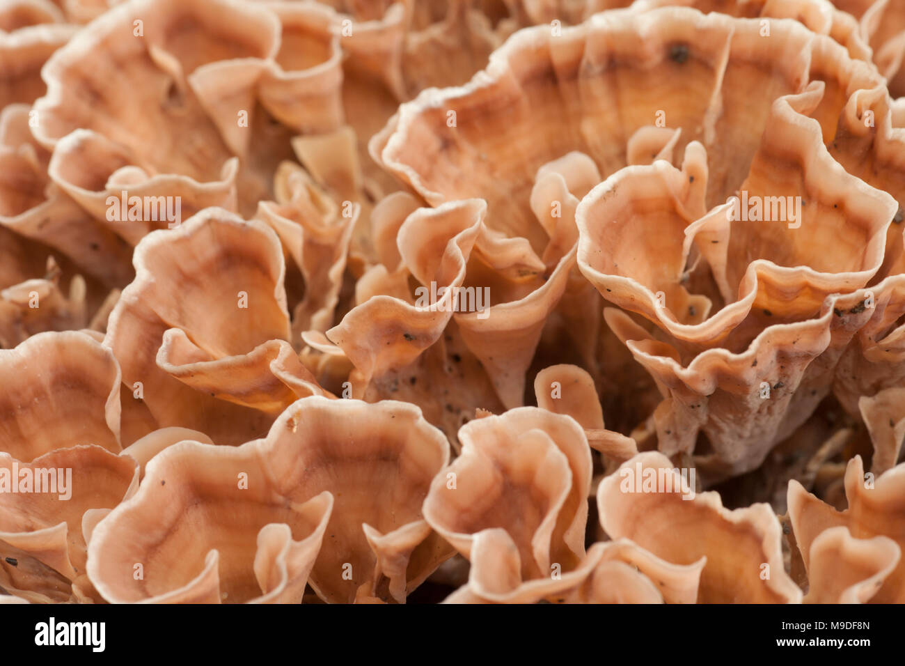 An example of a zoned rosette fungus Podoscypha multizona growing on ...