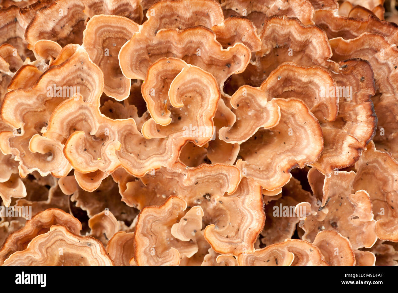 An example of a zoned rosette fungus Podoscypha multizona growing on ...