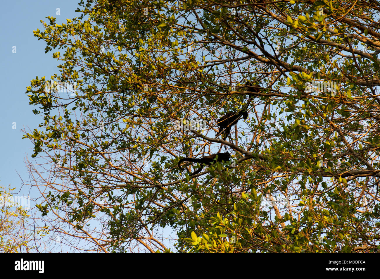 Monkey troop hi-res stock photography and images - Alamy