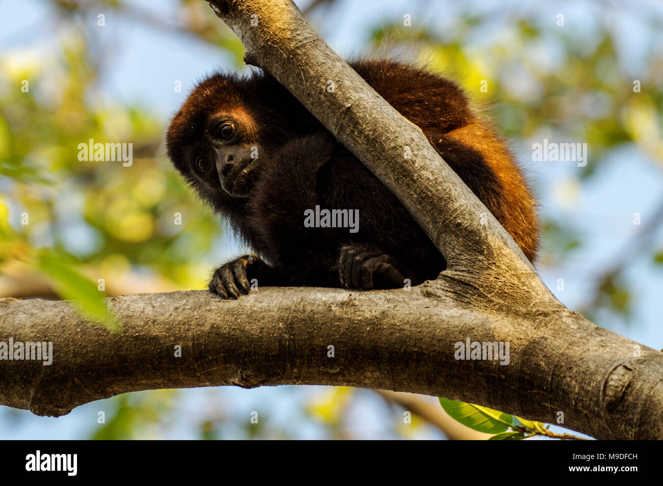 A pensive adult howling monkey sitting in a treetop in Laguna de Apoyo ...