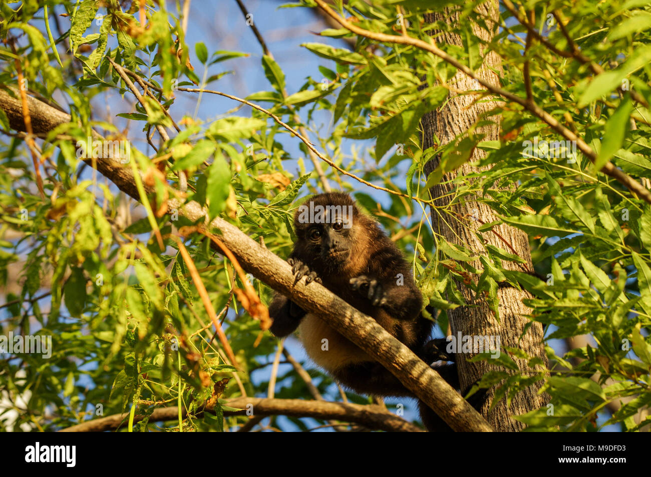 Adult howling monkey sitting in a treetop looking into the camera in ...