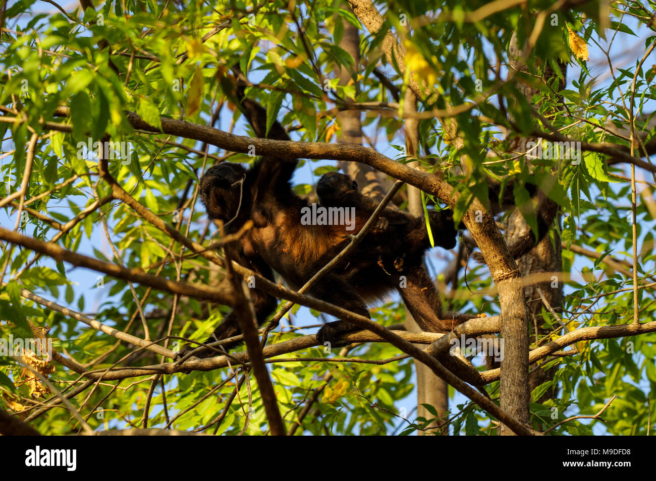 Adult female howling monkey carrying her infant on her back in Laguna ...