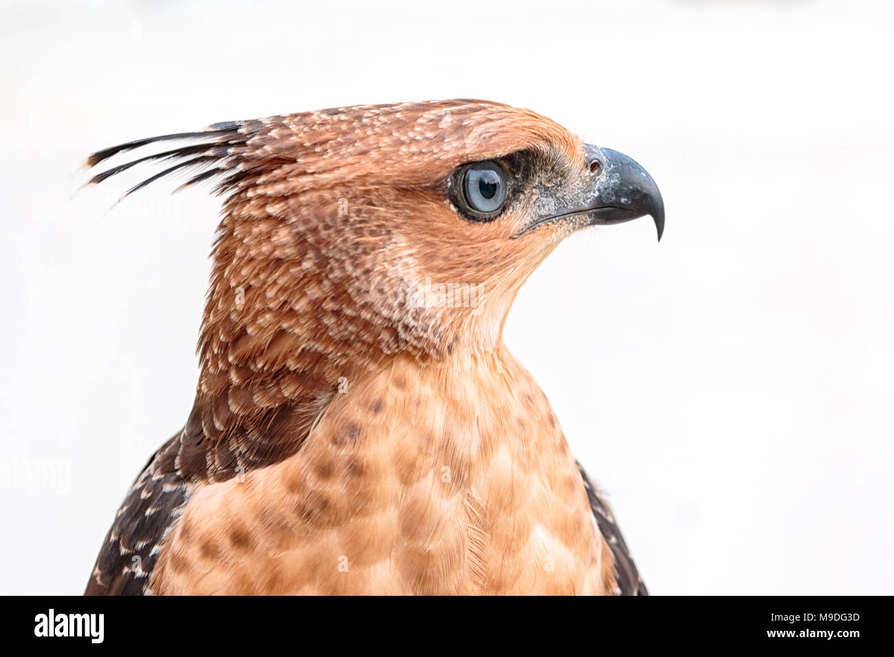 Crested Goshawk or Accipiter trivirgatus white tropical asian hawk ...