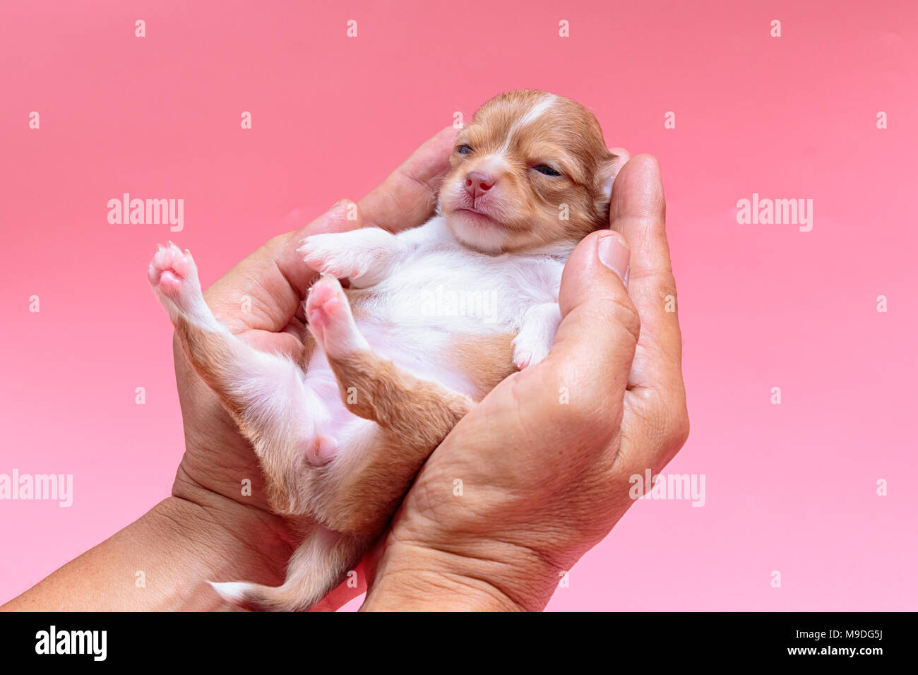 Can The Male Dog Be Around Newborn Puppies