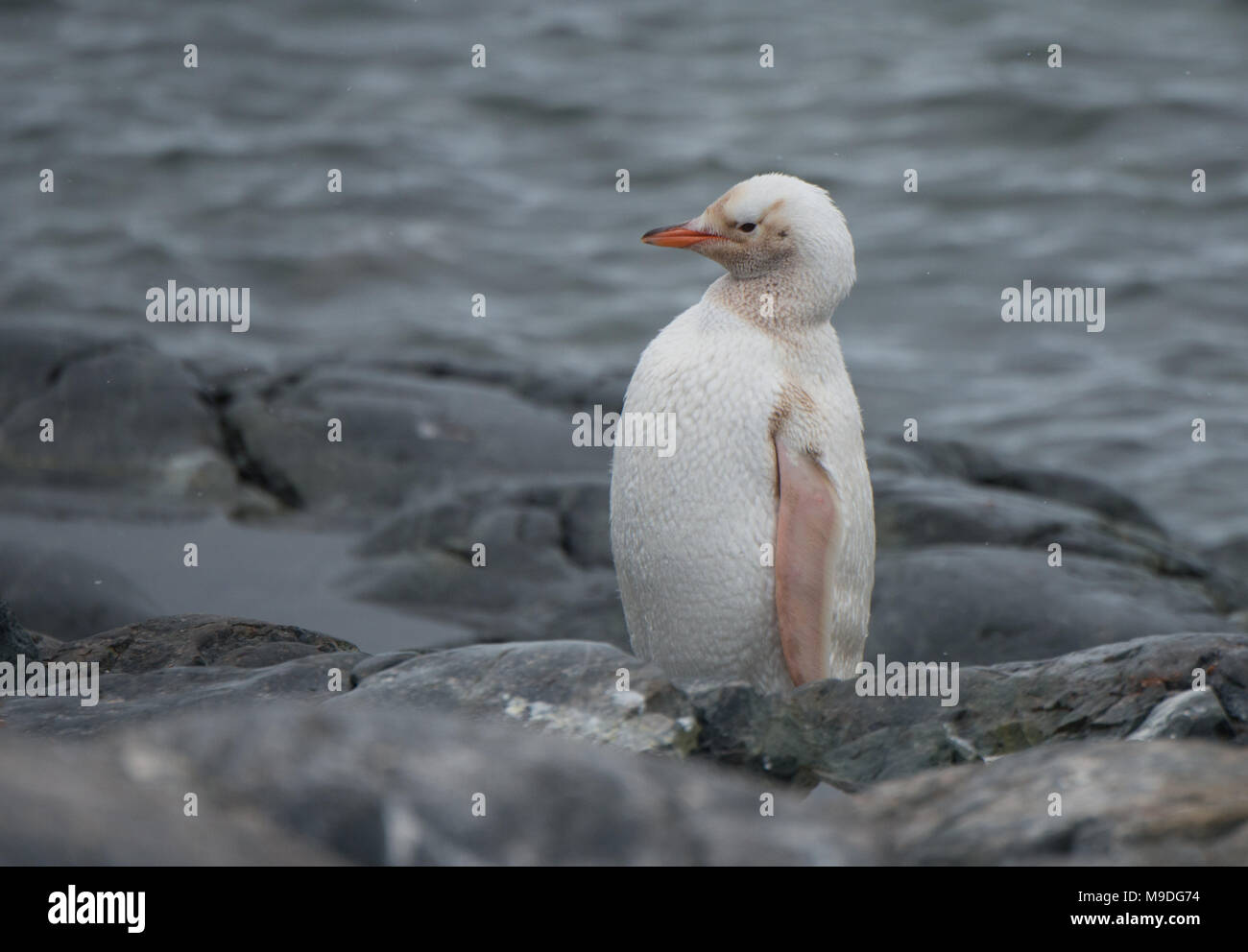 Leucistic penguin hi-res stock photography and images - Alamy