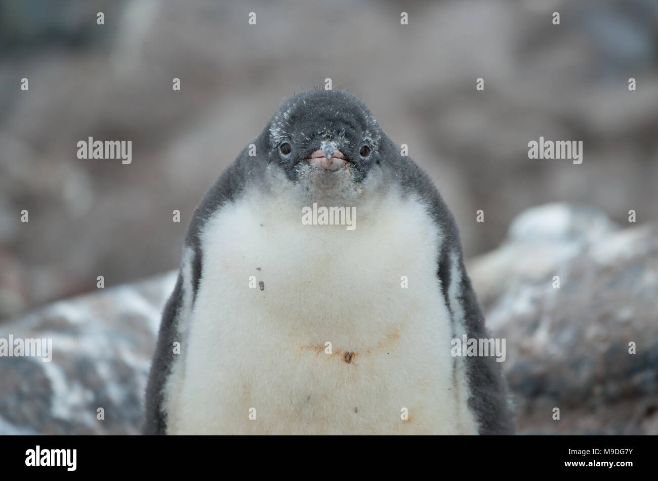 A Gentoo Penguin chick, mid molt motionless on a rocky surface in ...