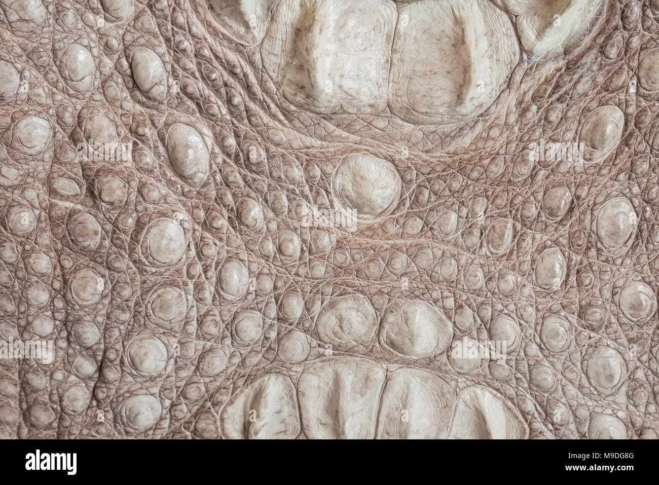 Alligator paint hi-res stock photography and images - Alamy