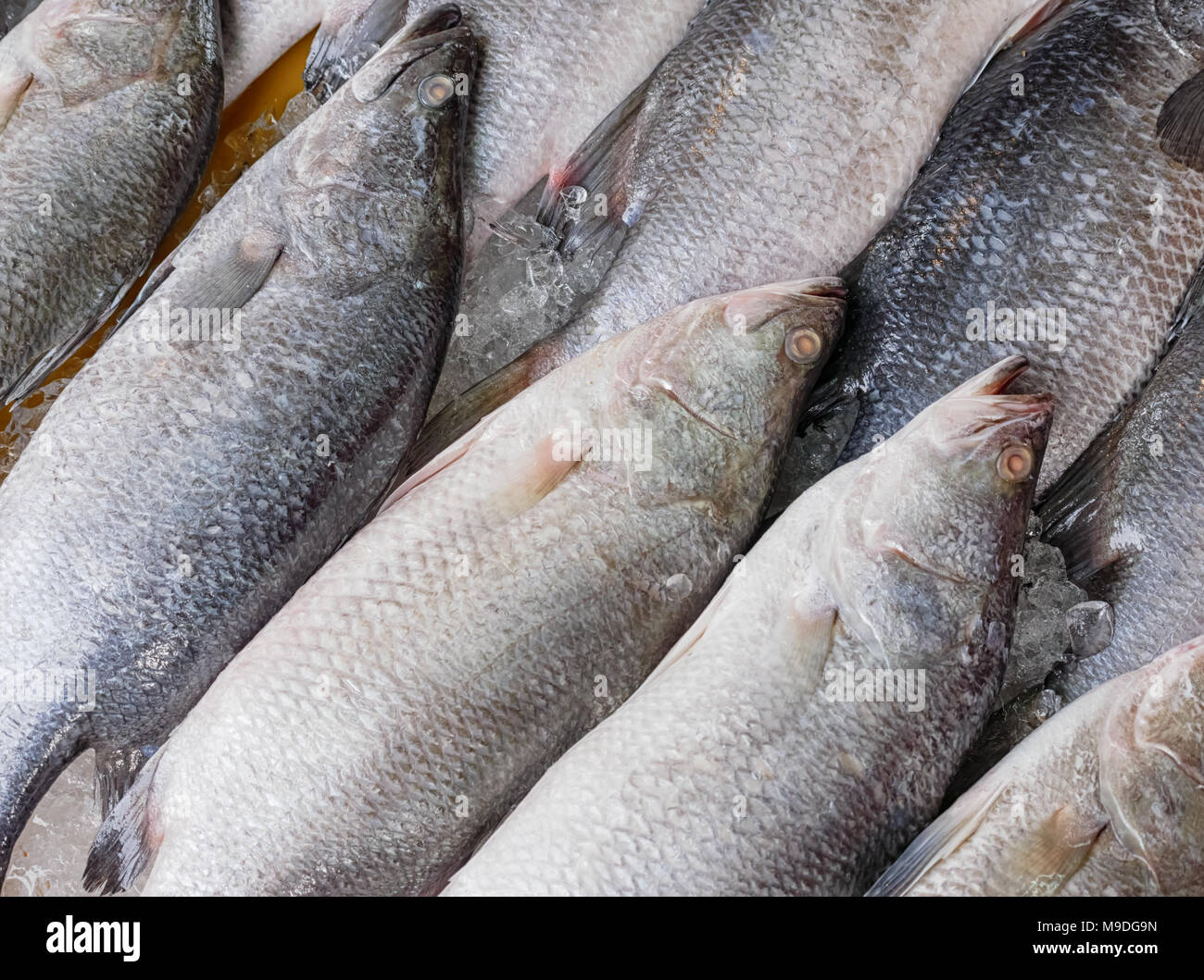Stack of fresh snapper at fish market Stock Photo - Alamy