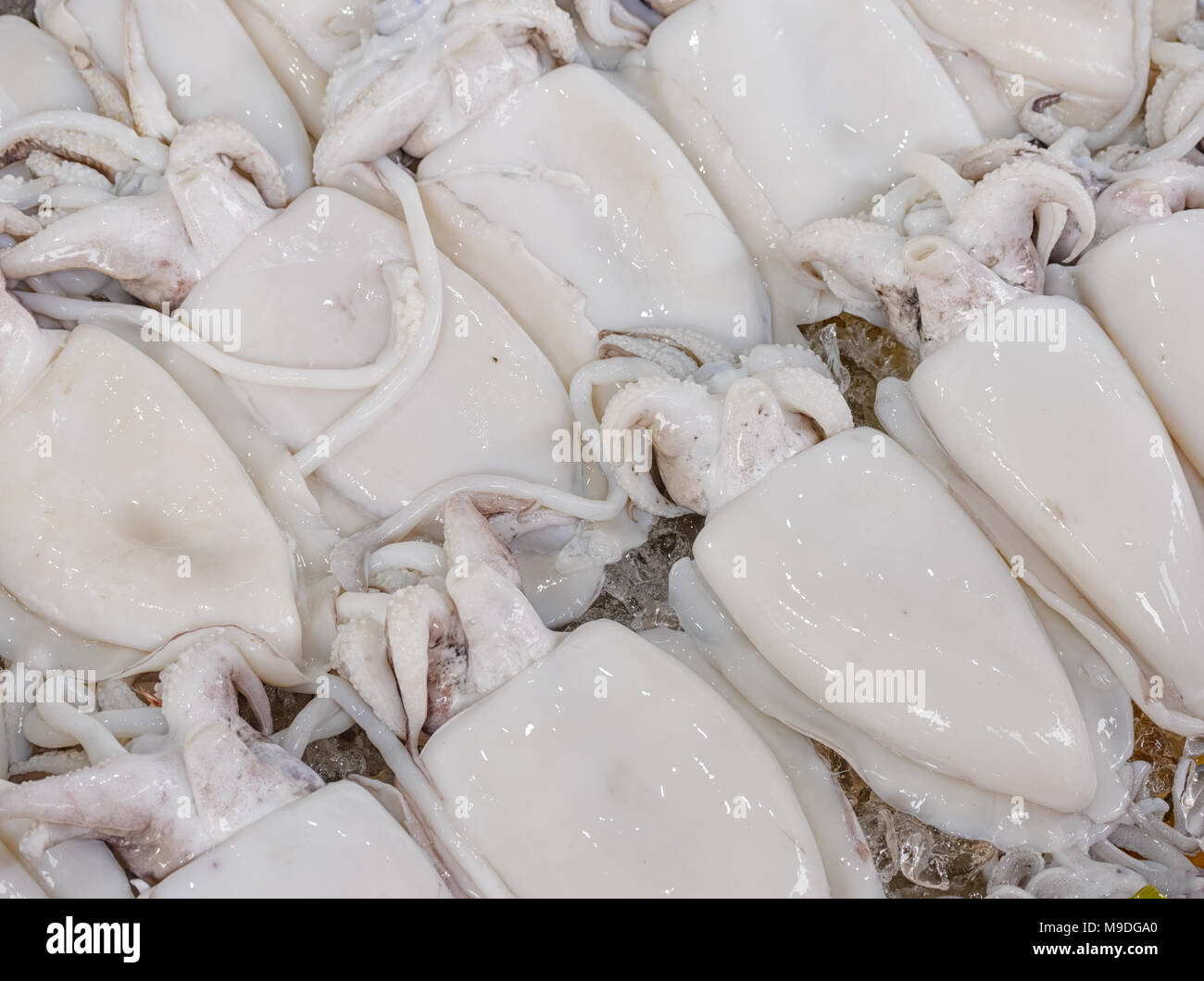 Fresh raw squid in rows in the seafood market Stock Photo - Alamy